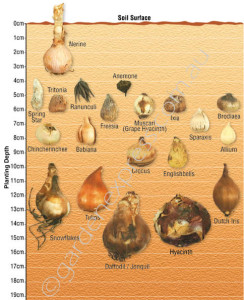 Bulb Identification & Planting Depth Guide - Garden Express