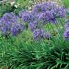 Agapanthus Dwarf Baby Blue - Garden Express