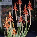 Aloe Big Red - Garden Express