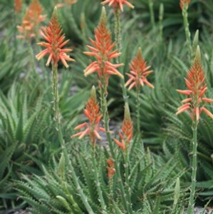 Aloes - Garden Express - Australia's Largest Online Nursery
