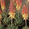 Aloe Big Red - Garden Express