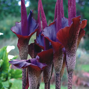 AMORPHOPHALLUS KONJAC - Garden Express