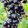 Black Currant Growing Guide - Garden Express - Online Nursery