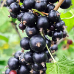 Black Currant Growing Guide - Garden Express - Online Nursery