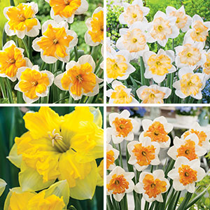DAFFODIL BUTTERFLY COLLECTION - Garden Express