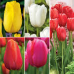 Tulip Single Late Collection - Garden Express