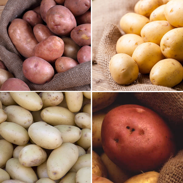Certified Seed Potatoes - Garden Express - Online Nursery
