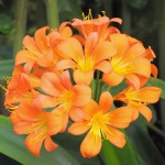 Clivia Growing Guide - Garden Express - Online Nursery