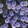 Convolvulus Blue - Garden Express - Online Nursery