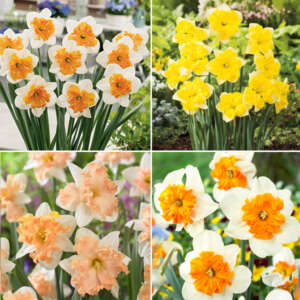 Butterfly Daffodils - Garden Express - Australia's Largest Online Nursery