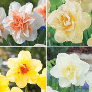 Bulbs - Garden Express - Australia's Largest Online Nursery