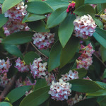 Daphne Growing Guide - Garden Express - Online Nursery