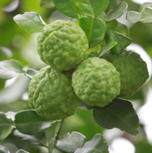 Dwarf Emperor Mandarin - Garden Express