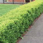 English Box - Garden Express - Australia's Largest Online Nursery