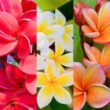 The Ultimate Growing Frangipani Guide - Garden Express