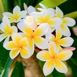 The Ultimate Growing Frangipani Guide - Garden Express