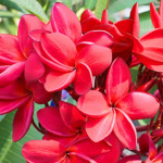 Frangipani Darwin Blood - Garden Express