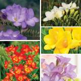 FREESIA GIANT MIXED - Garden Express