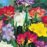 Freesia Giant Mixed - Garden Express