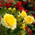Rose Friesia - Garden Express