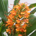 Ginger Lily Growing Guide - Garden Express - Online Nursery