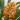 Ginger Lily Growing Guide - Garden Express - Online Nursery