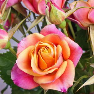 ROSE GRANADA - Garden Express