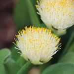 Haemanthus Red - Garden Express