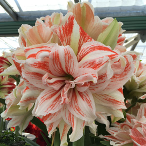 HIPPEASTRUM DANCING QUEEN - Garden Express