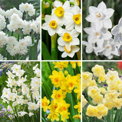 Jonquil Collection - Garden Express