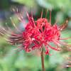 Lycoris Growing Guide - Garden Express - Online Nursery