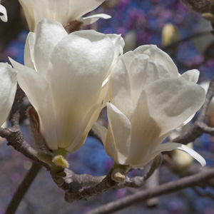 MAGNOLIA DENUDATA - Garden Express
