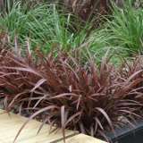 Phormium Growing Guide - Garden Express - Online Nursery