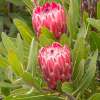Protea Australis Ruby - Garden Express