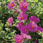 ROCK ROSE SUNSET - Garden Express