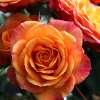 Miniature Roses - Garden Express - Australia's Largest Online Nursery