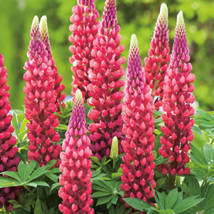 Russell Lupin Growing Guide - Garden Express - Online Nursery
