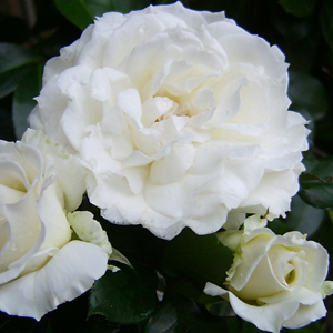 THORNLESS ROSE SMOOTH SNOWFLAKE - Garden Express