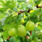 Gooseberry Growing Guide - Garden Express - Online Nursery