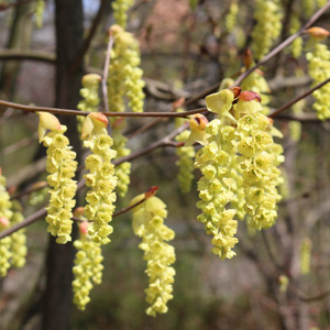 WINTER HAZEL - Garden Express