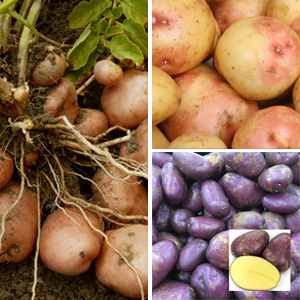 Certified Seed Potatoes - Garden Express - Online Nursery