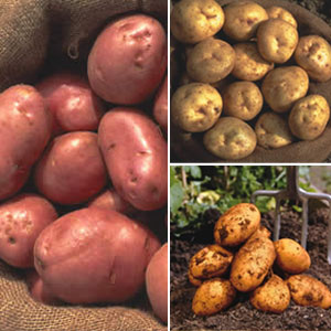 CERTIFIED SEED POTATO AUTUMN COLLECTION 1 - Garden Express