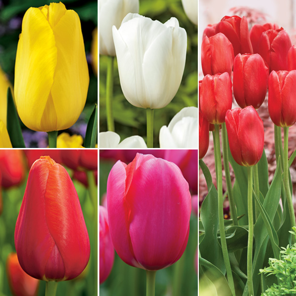Tulip Single Late Collection - Garden Express