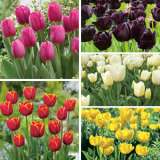 TULIP ILE DE FRANCE - Garden Express