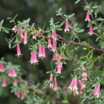 Correa Dusky Bells - Garden Express