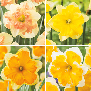 DAFFODIL BUTTERFLY COLLECTION - Garden Express