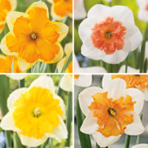 DAFFODIL BUTTERFLY COLLECTION - Garden Express