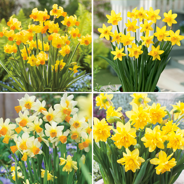 DAFFODIL MINI COLLECTION - Garden Express