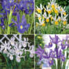 Dutch Iris Apollo - Garden Express