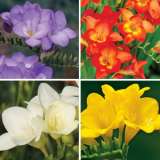 FREESIA GIANT MIXED - Garden Express